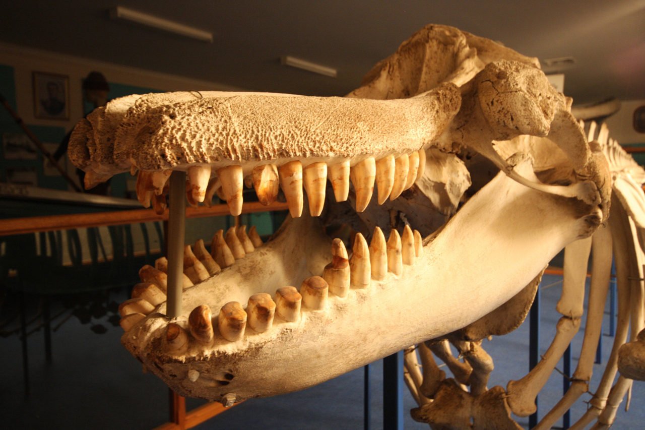 Old Tom | Eden Killer Whale Museum