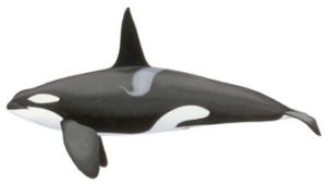 Killer Whale | Eden Killer Whale Museum