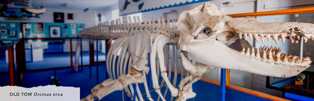 old-tom | Eden Killer Whale Museum