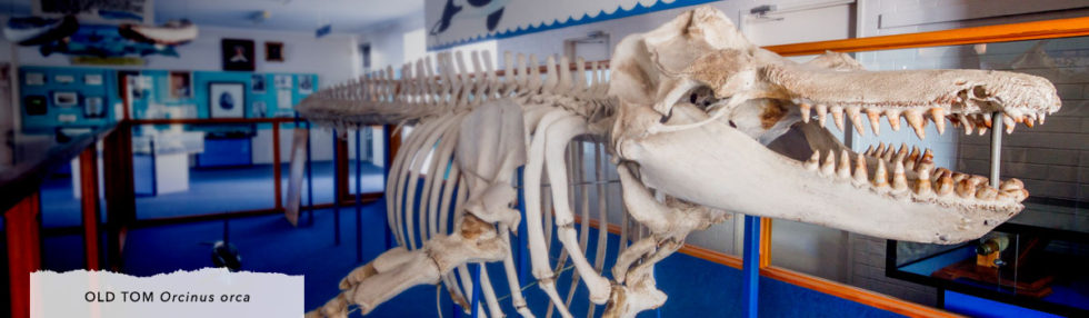 Old Tom | Eden Killer Whale Museum