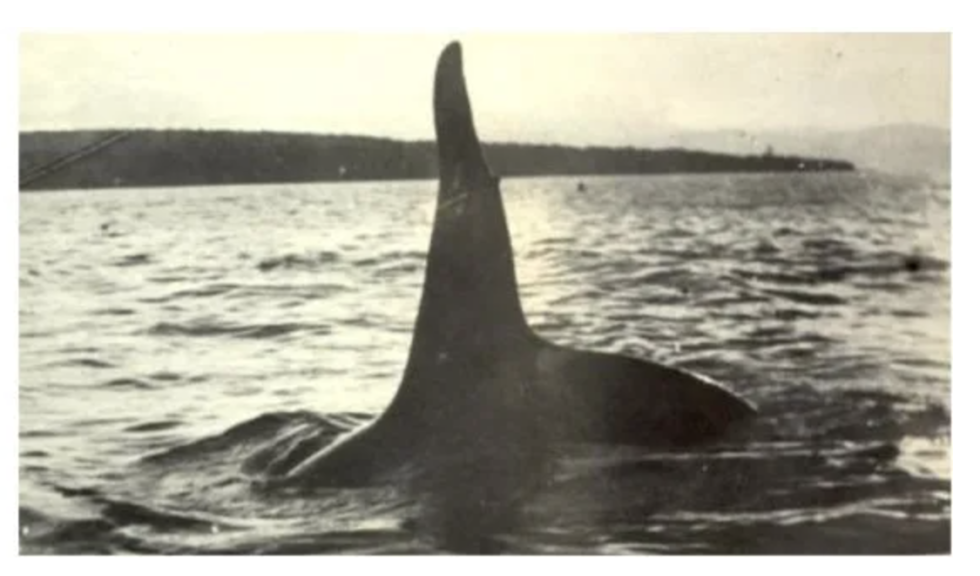 Old Tom | Eden Killer Whale Museum