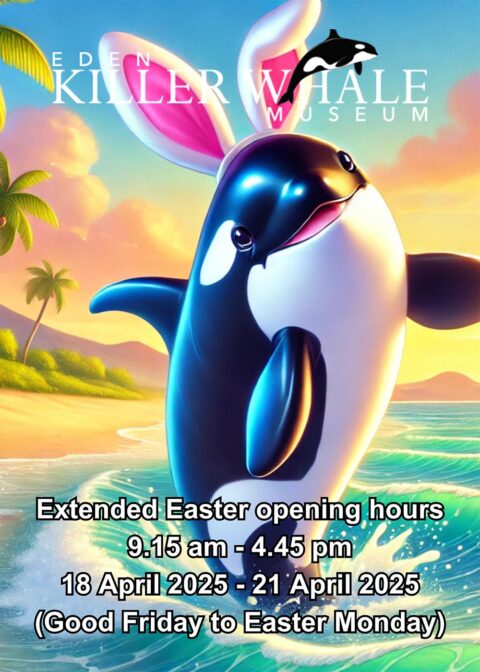 Old Tom | Eden Killer Whale Museum